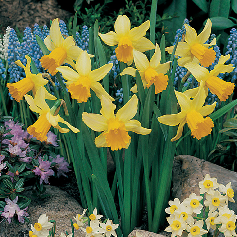 Narcissus February Gold - Mr Middleton Garden Shop