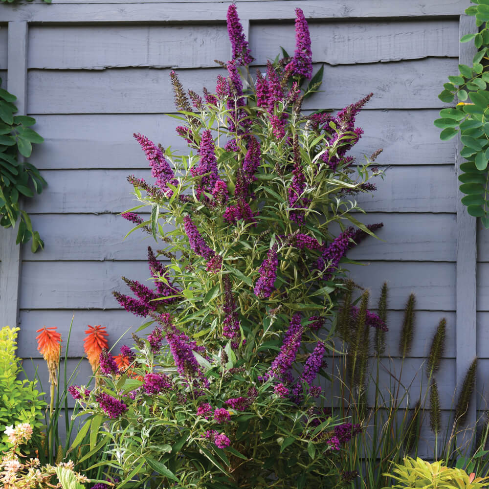 Buddelia Butterfly Tower - Mr Middleton Garden Shop