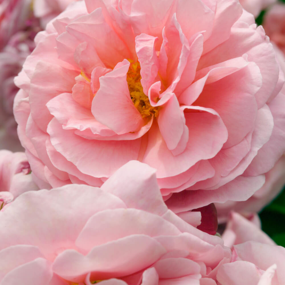 Aloha Climbing Rose - Mr Middleton Garden Shop
