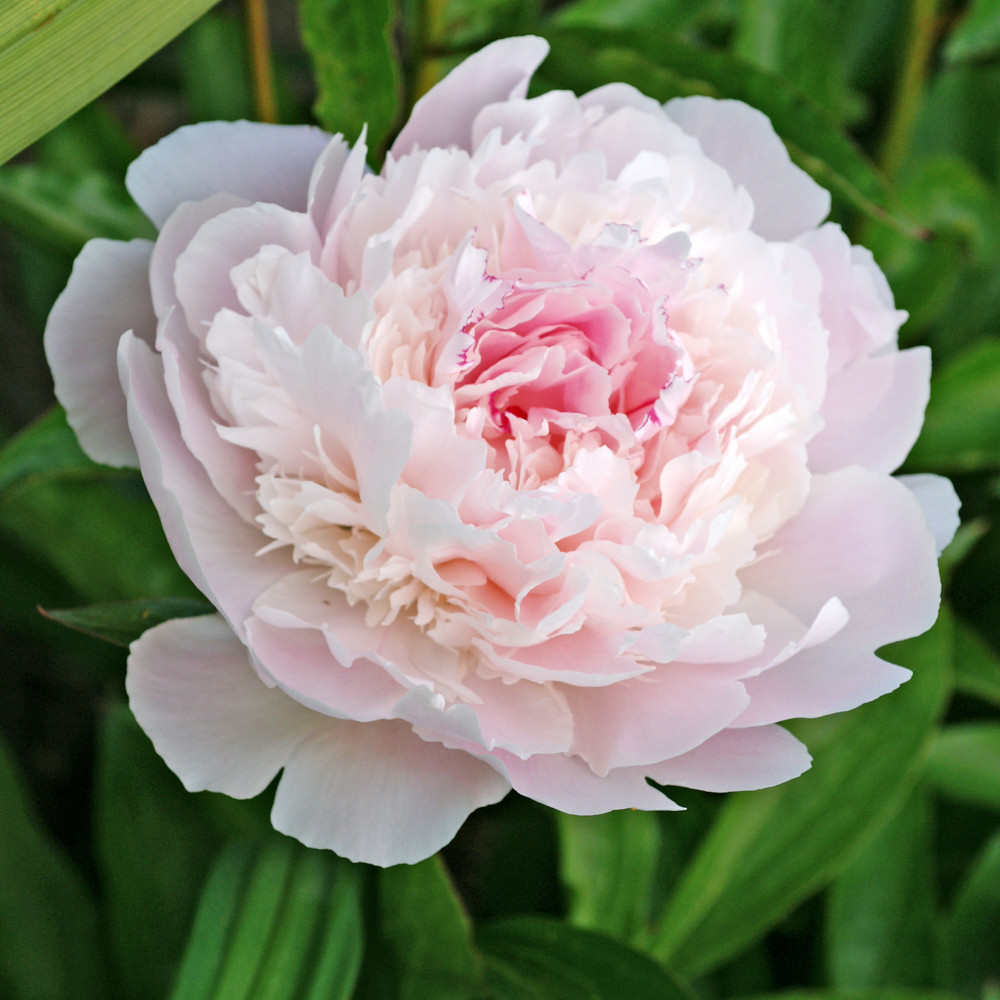 Paeonia lactiflora 'Pecher' Herbaceous Peony - Mr Middleton Garden Shop
