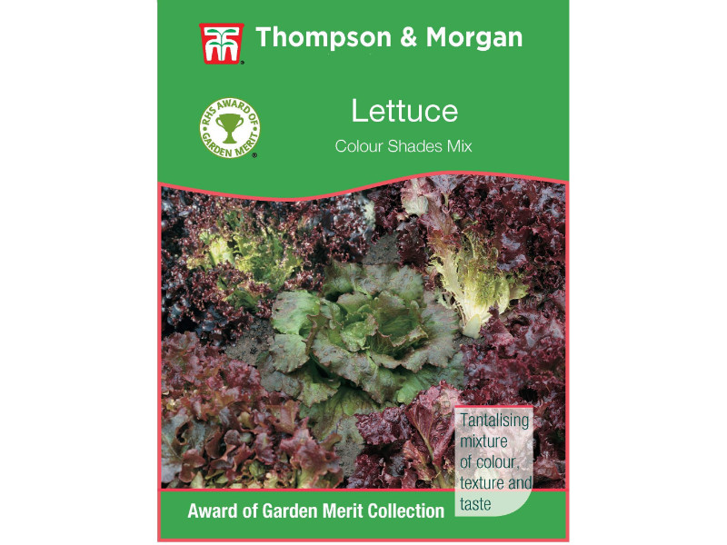 Lettuce Colour Shades Mixed (AGM Range) - Mr Middleton Garden Shop