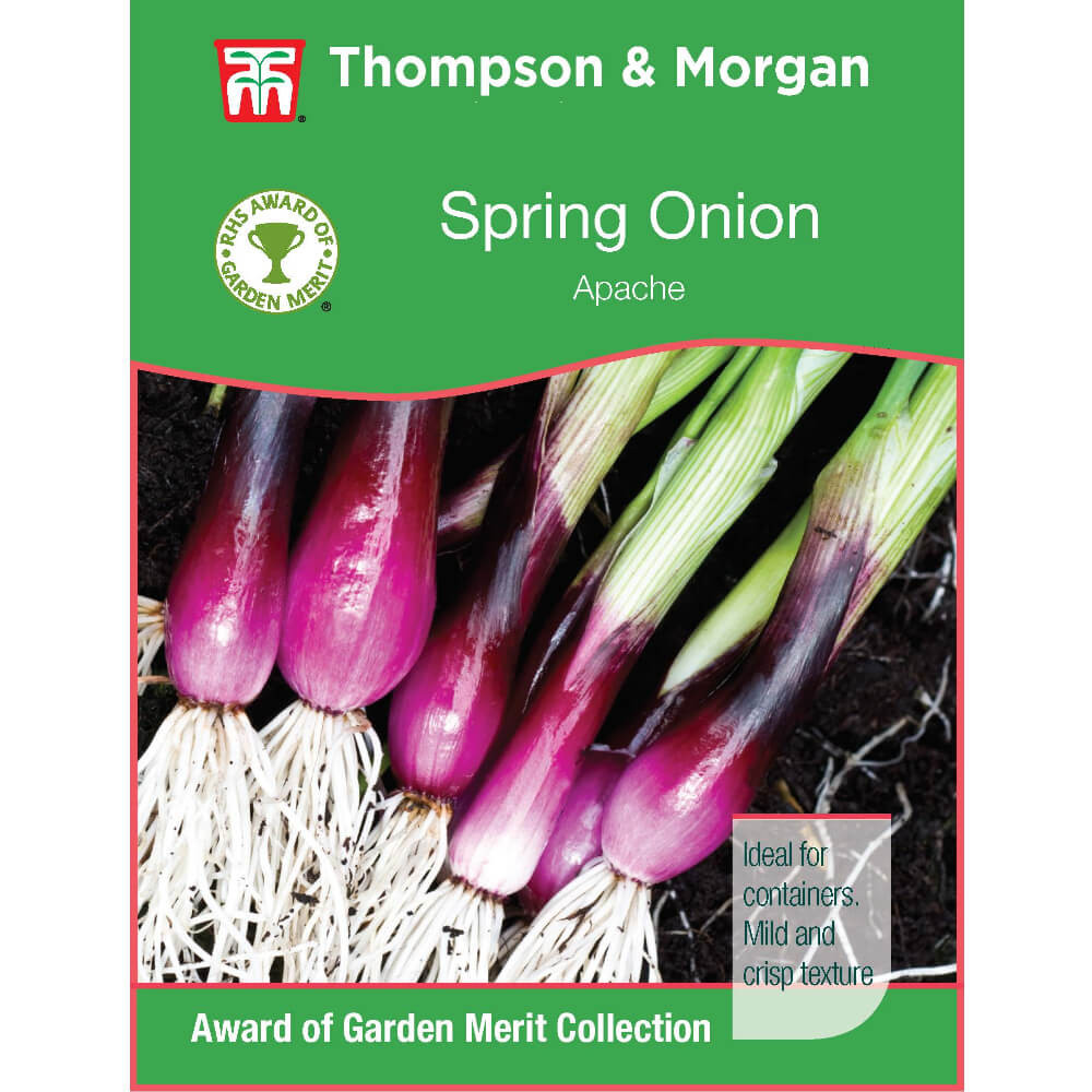 Spring Onion Salad Apache (Deep Purple) (AGM Range) - Mr Middleton ...