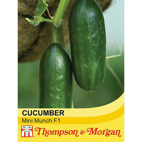 Cucumber 'Mini Munch' F1 Hybrid - Mr Middleton Garden Shop