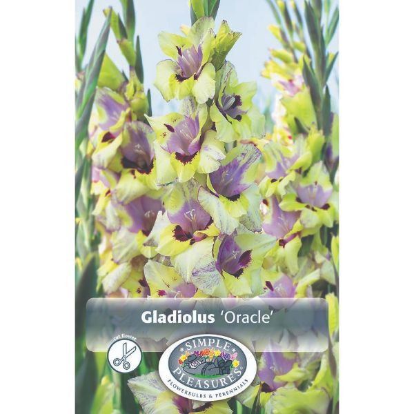Gladiolus Oracle SBS - Mr Middleton Garden Shop