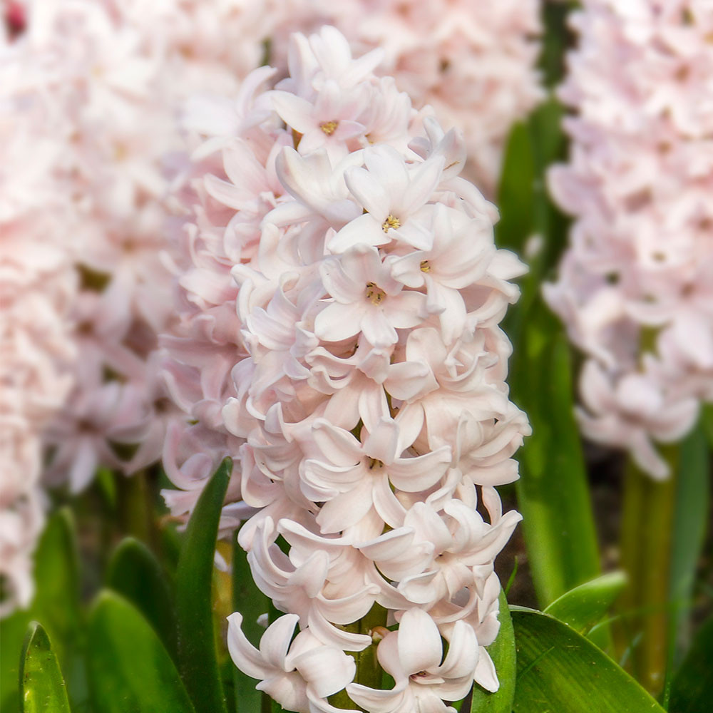 Hyacinth China Pink - Mr Middleton Garden Shop
