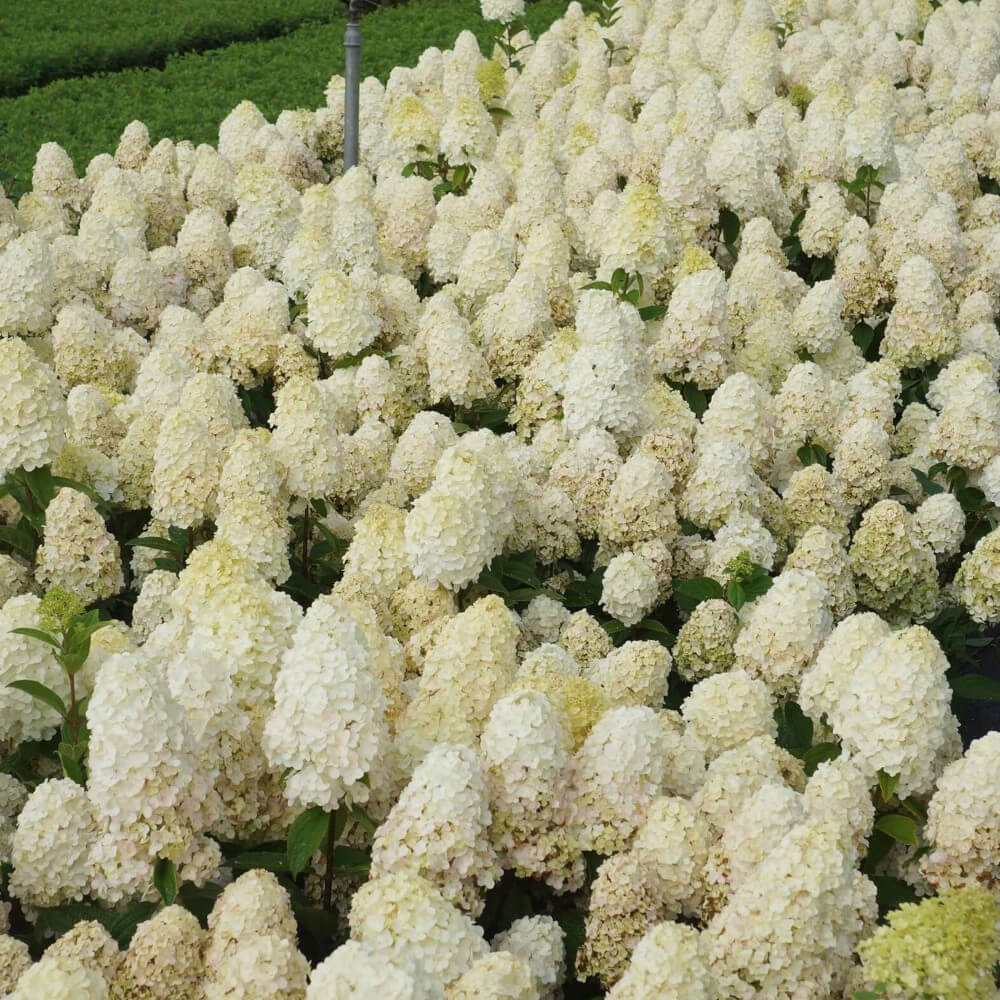 Hydrangea Paniculata Baby Lace - Mr Middleton Garden Shop