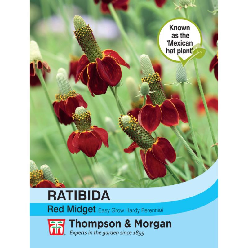Ratibida columnifera f. pulcherrima 'Red Midget' - Mr Middleton Garden Shop