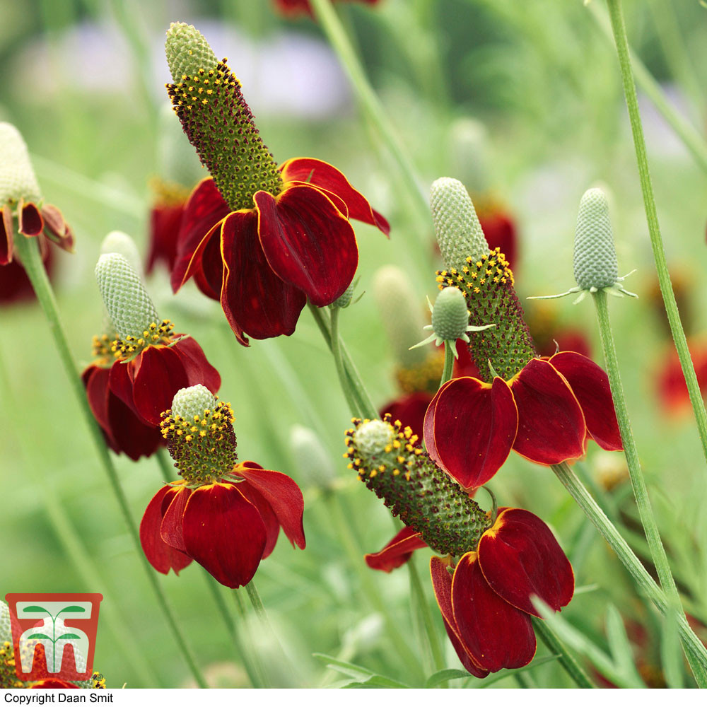 Ratibida columnifera f. pulcherrima 'Red Midget' - Mr Middleton Garden Shop