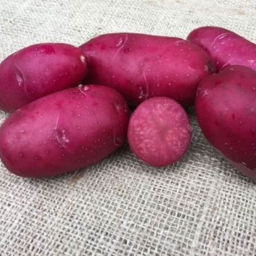 /potato/seed potato/