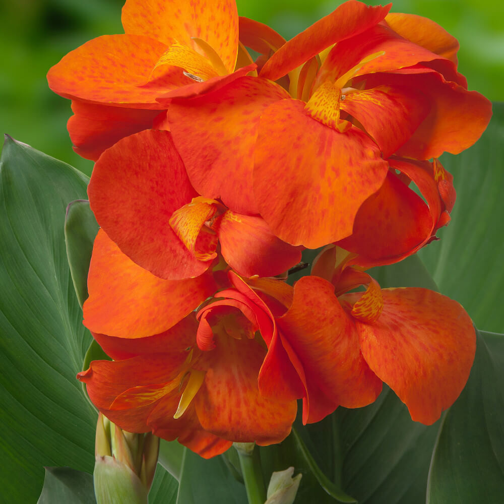 Cannasol™ Happy Cleo Canna - Mr Middleton Garden Shop