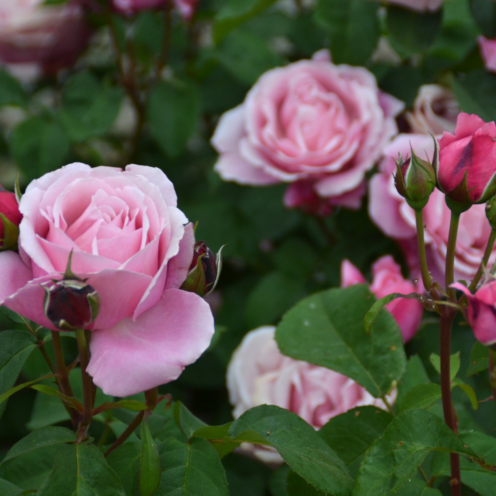 Rose Sister Emmanuelle - Mr Middleton Garden Shop