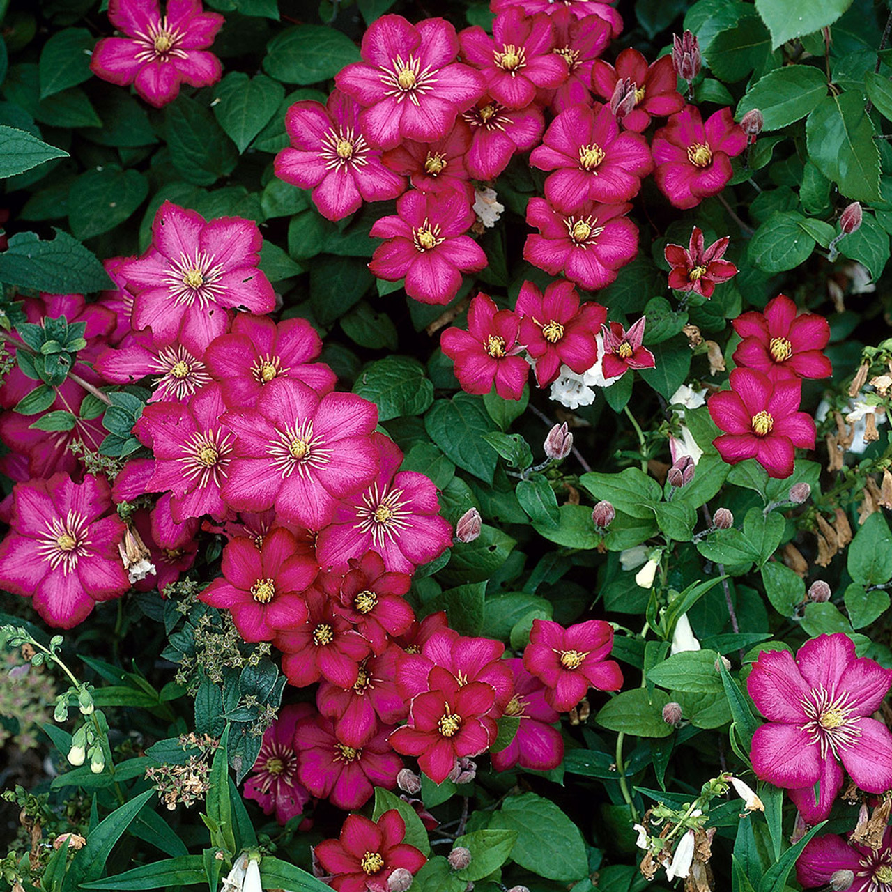 Clematis Ville De Lyon Climber - Mr Middleton Garden Shop