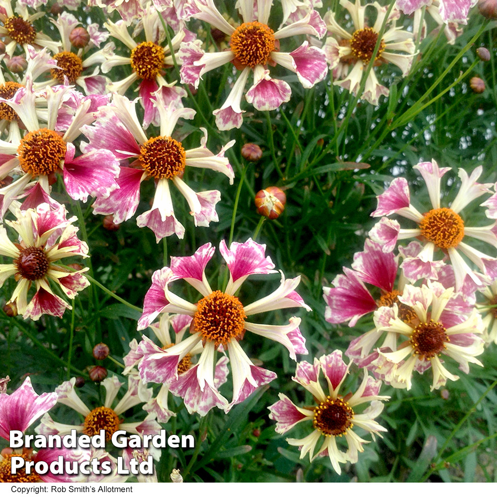 Coreopsis Incredible Sea Shells Mix - Mr Middleton Garden Shop
