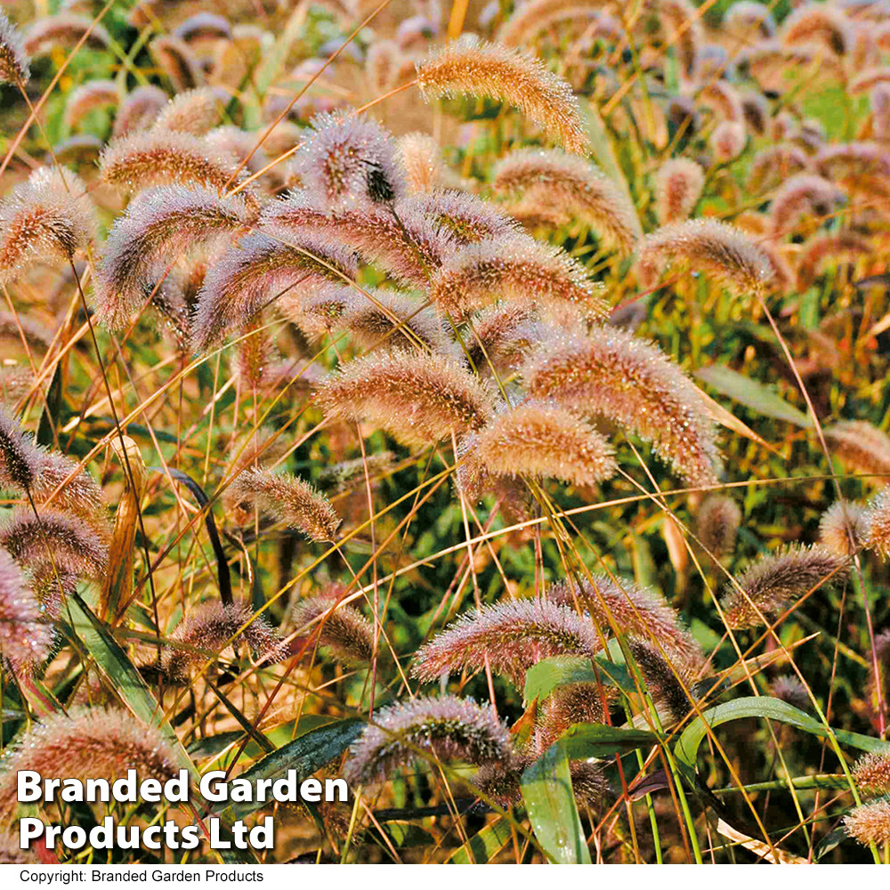 Grasses Setaria Viridis Caramel - Mr Middleton Garden Shop