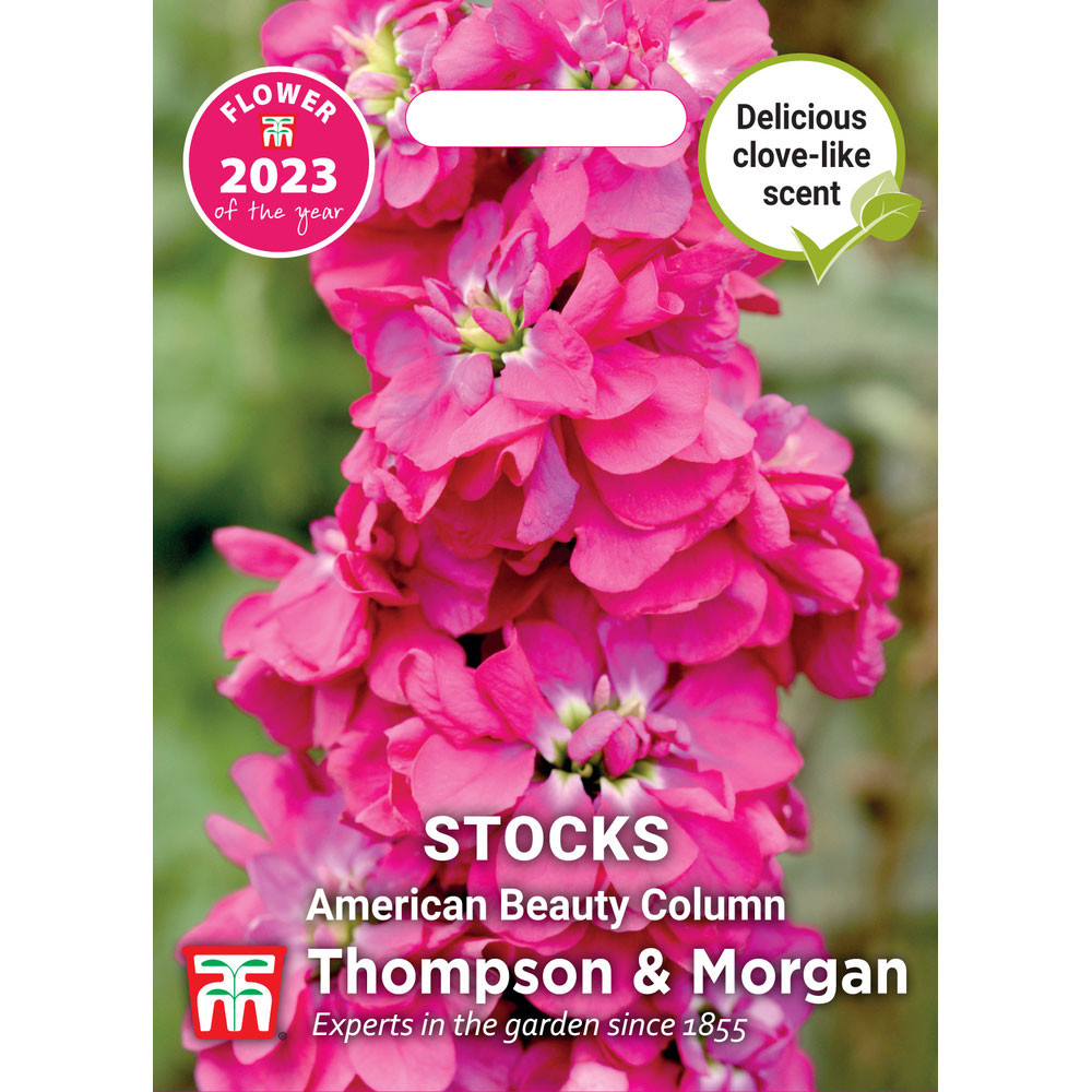 Stock American beauty Column - Mr Middleton Garden Shop