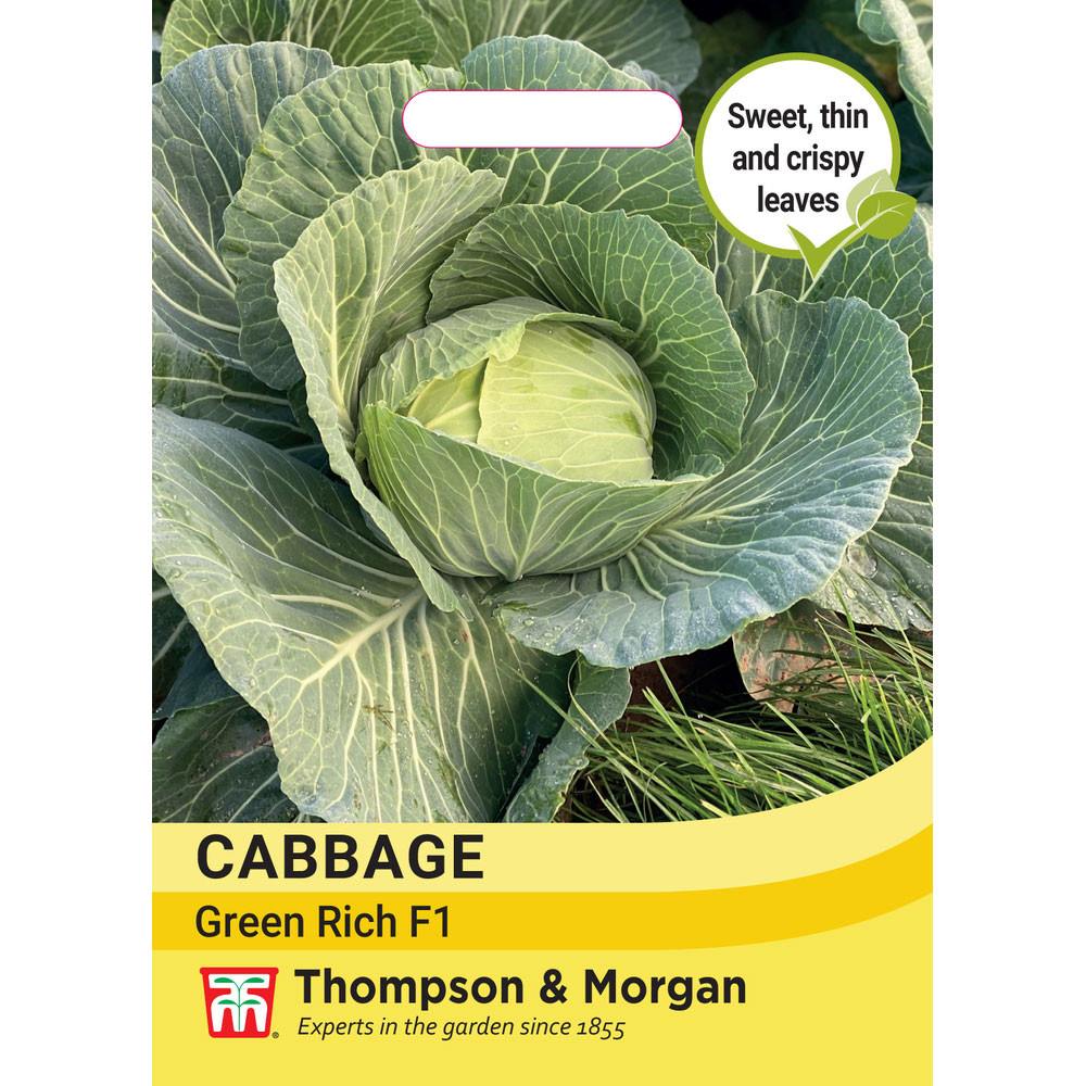 Cabbage Green Rich F1 (Summer/Autumn) - Mr Middleton Garden Shop
