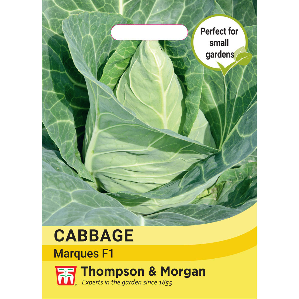 Cabbage 'Marquess' F1 Hybrid (Autumn Sweetheart Type) - Mr Middleton ...