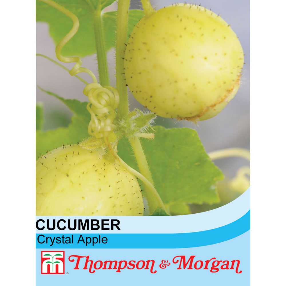 Cucumber Crystal Apple - Mr Middleton Garden Shop