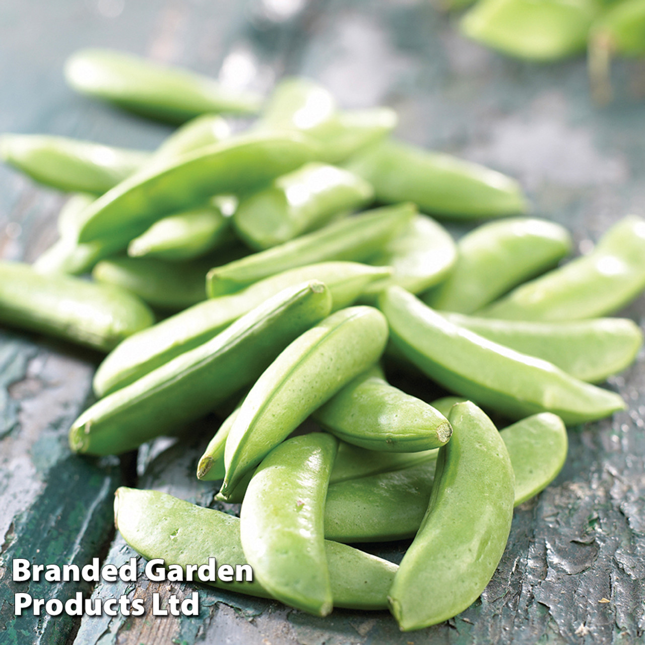 Pea 'Sugar Ann' (KEW VEG) - Mr Middleton Garden Shop