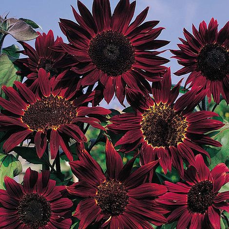 Sunflower Helianthus Claret F1 Hybrid (KEW FLW) - Mr Middleton Garden Shop