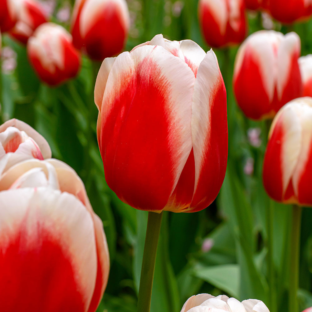 Tulip Roman Empire - Mr Middleton Garden Shop