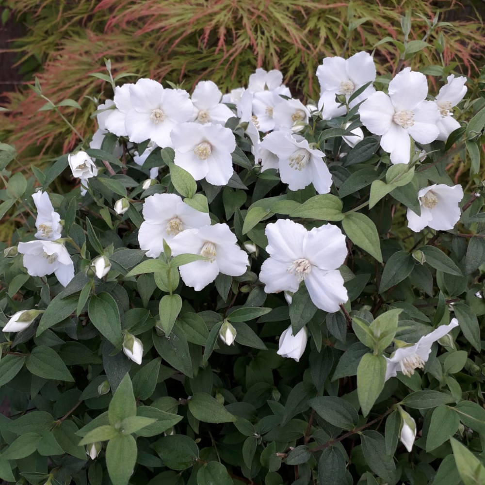 Philadelphus Petite Perfume White' PBR - Mr Middleton Garden Shop
