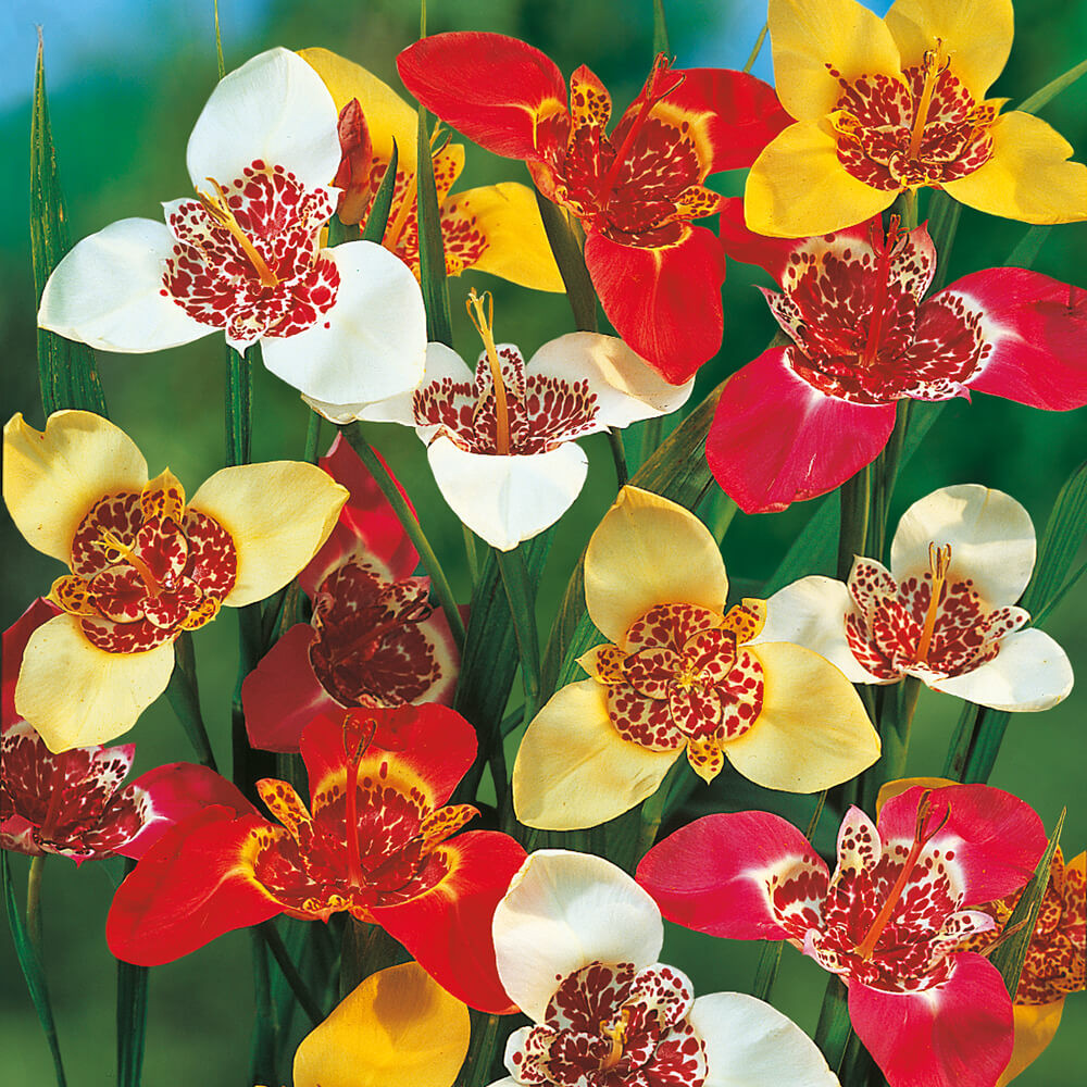 Mr Middleton’s Tiger Flower Mix (Tigridia) - Mr Middleton Garden Shop