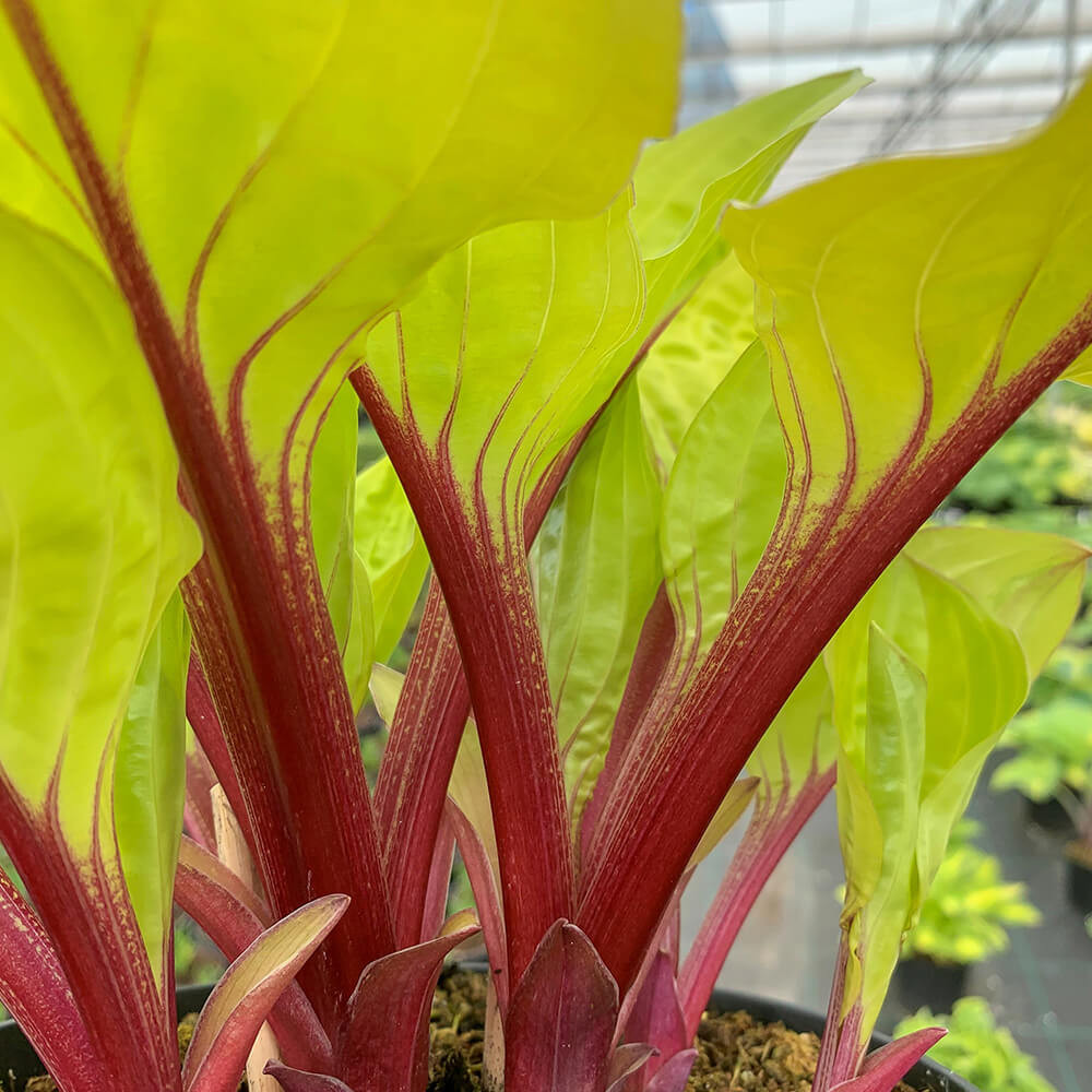 Hosta Lemon Snap (OD) - Mr Middleton Garden Shop