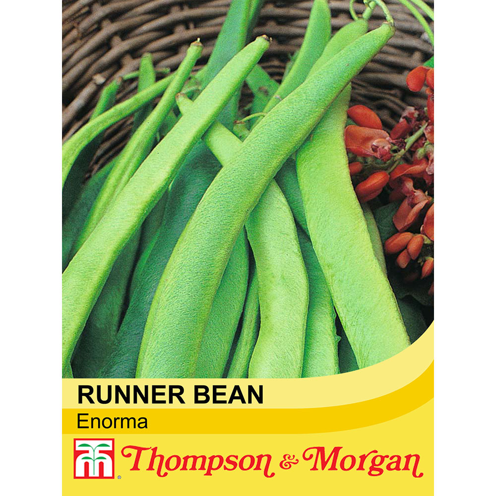 Runner Bean 'Enorma' - Mr Middleton Garden Shop