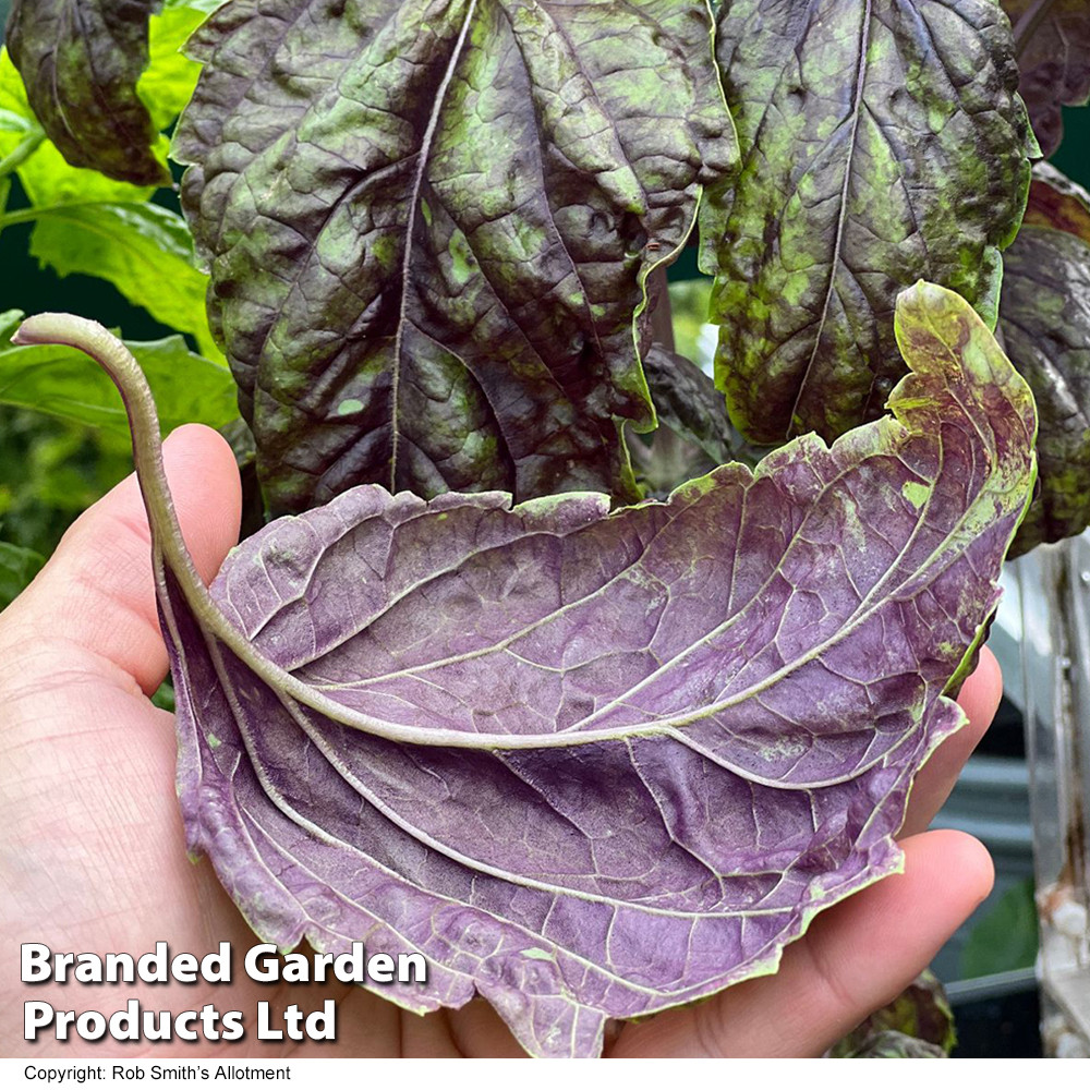 Basil (Lettuce Leaved) 'Sally' - Mr Middleton Garden Shop