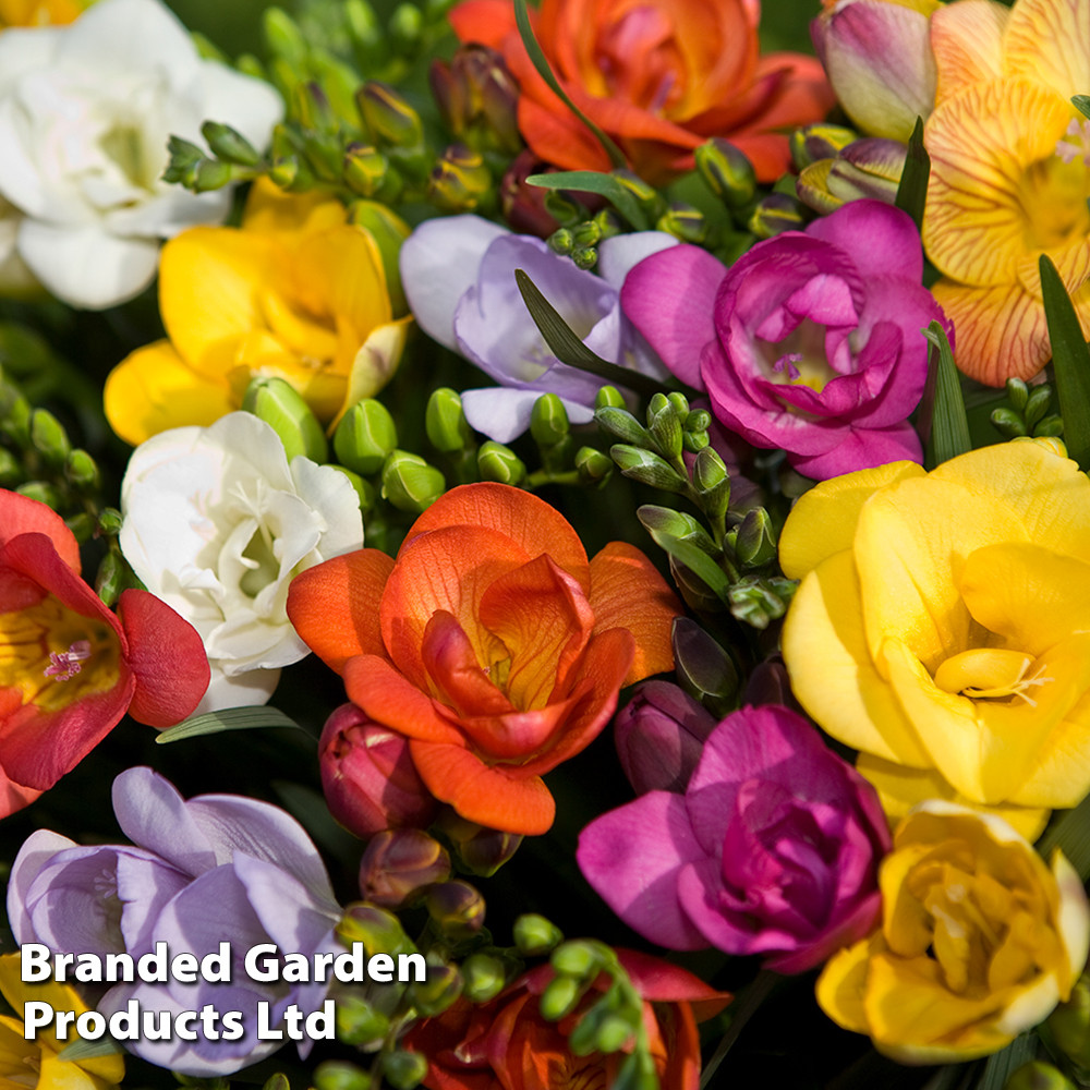 Freesia 'Royal Crown Mix' - Mr Middleton Garden Shop
