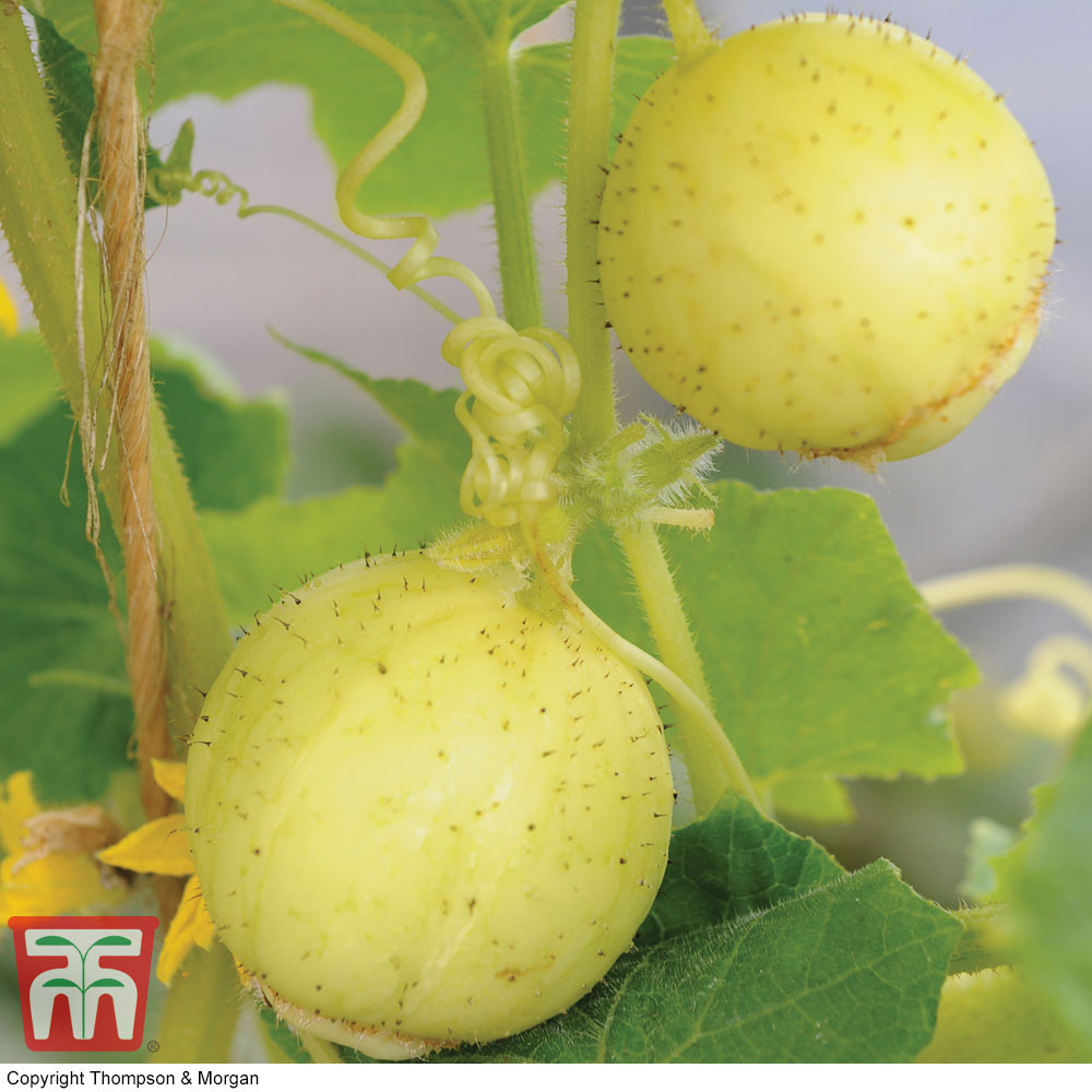 Cucumber 'Crystal Apple' - Mr Middleton Garden Shop