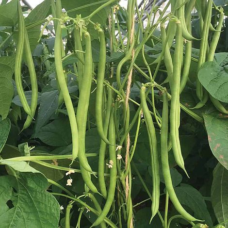 Climbing Bean 'Mamba' - Mr Middleton Garden Shop