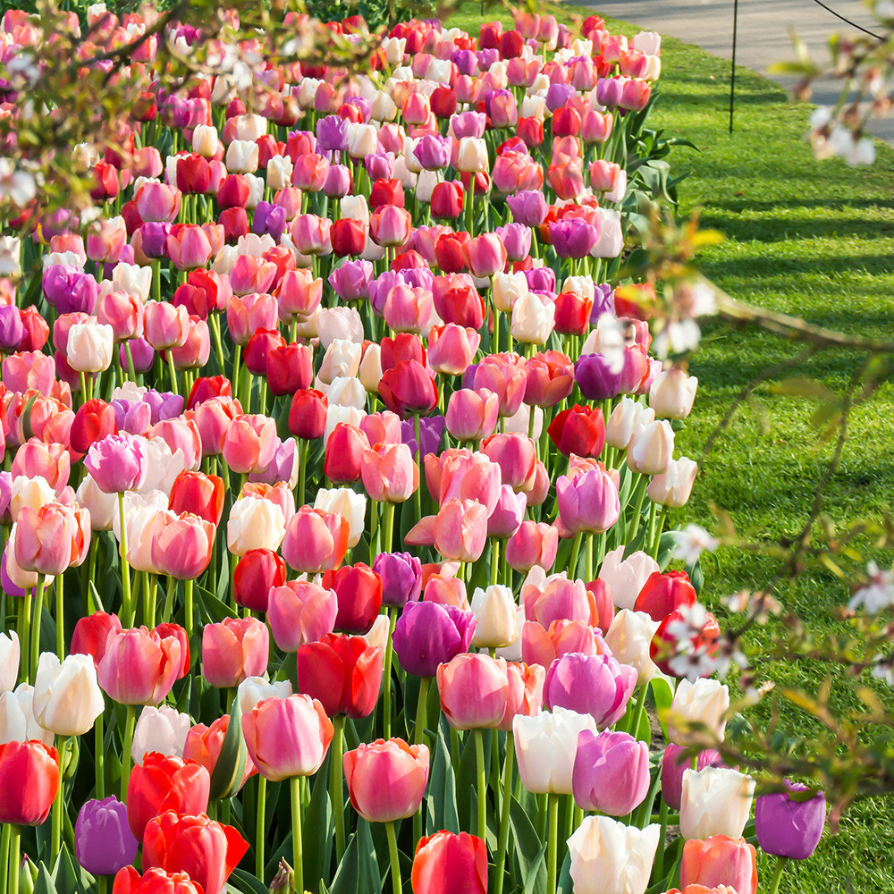 Tulip Rainbow River - Mr Middleton Garden Shop