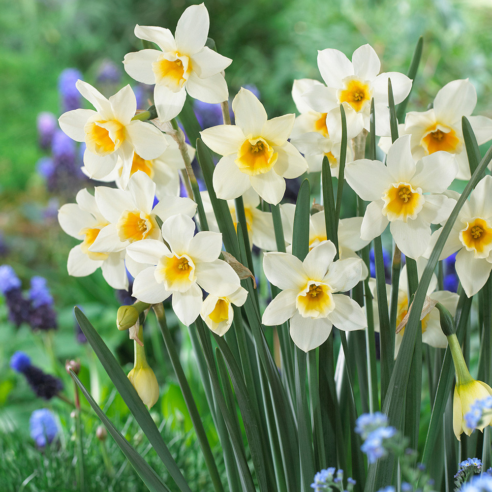 Narcissi 'Sweet Love' - Mr Middleton Garden Shop