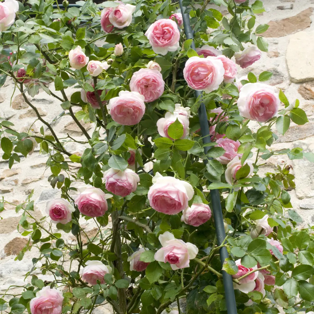 Rosa Eden Rose 85® - Mr Middleton Garden Shop