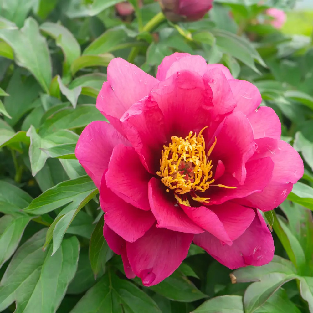 Paeonia Itoh Yankee Doodle Dandy - A Bold and Beautiful Peony for Your ...