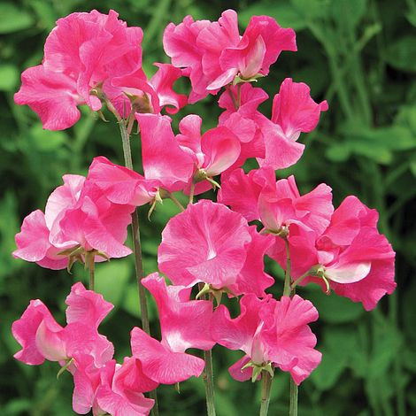Sweet Pea Robert Uvedale - Mr Middleton Garden Shop