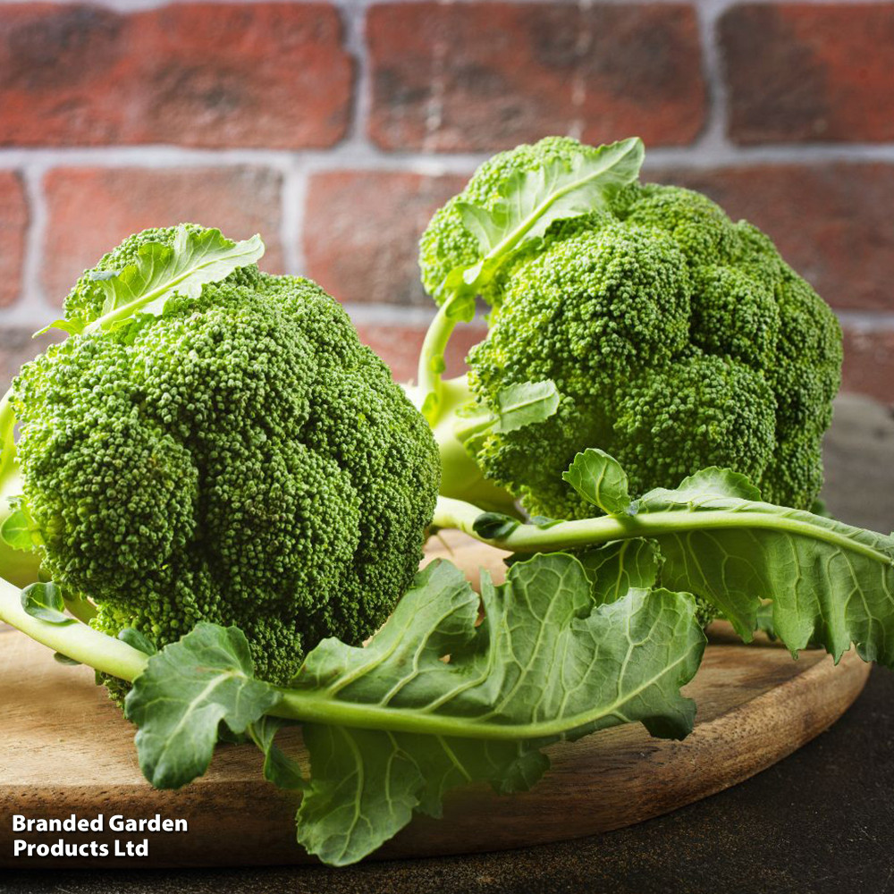 Broccoli Green Magic - Mr Middleton Garden Shop