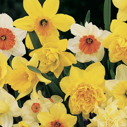 Fragrant Narcissus - Mr Middleton Garden Shop