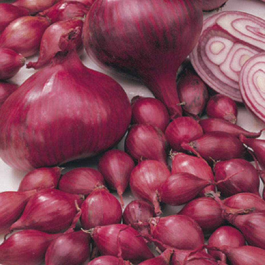 Onion Electric - Mr Middleton Garden Shop