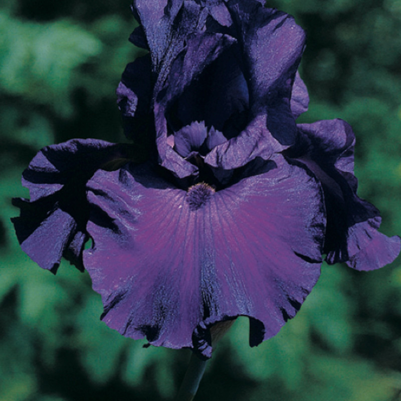 Iris Sable - Mr Middleton Garden Shop