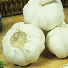 Garlic Garcua - Mr Middleton Garden Shop