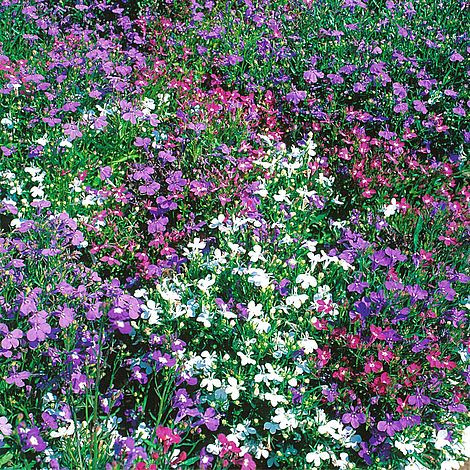 Lobelia (Trailing) Blue Cascade - Mr Middleton Garden Shop