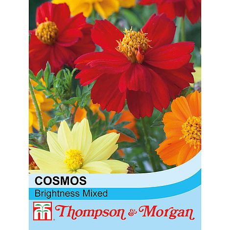Cosmos Sonata Mixed - Mr Middleton Garden Shop