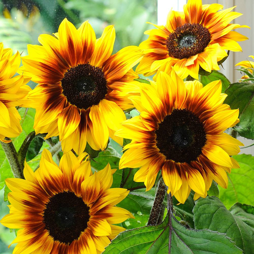 Flower Seeds - Mr Middleton Garden Shop