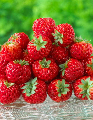 Mr Middleton Garden Shop Dublin