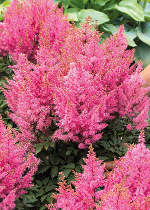 Mr Middleton Garden Shop Dublin