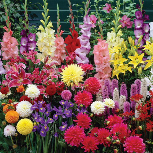 100 Sensational Summer Bulbs - Mr Middleton Garden Shop