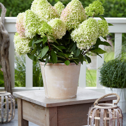 Hydrangea Little Fresco - Mr Middleton Garden Shop